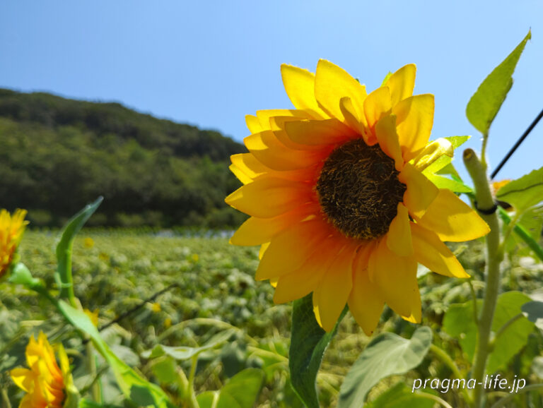 arrows We2 Plus レビュー！実際に使った評価。ゲーム・カメラ・バッテリー性能を検証 - プラグマライフ